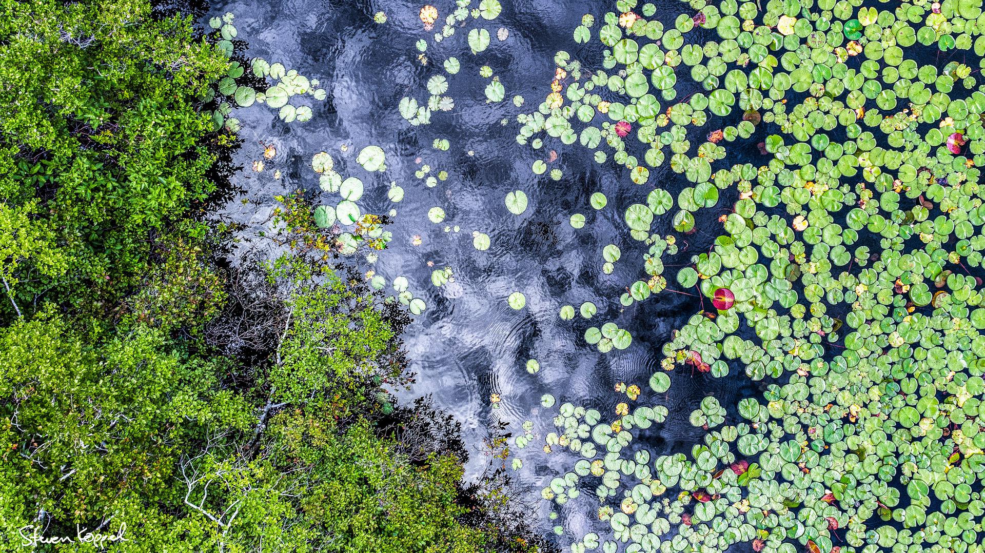 An aerial photo of a pond in mid-summer by Steven Koppel.